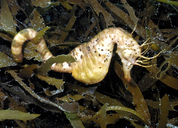 刺鱼目 Gasterosteiformes 蓝色动物学